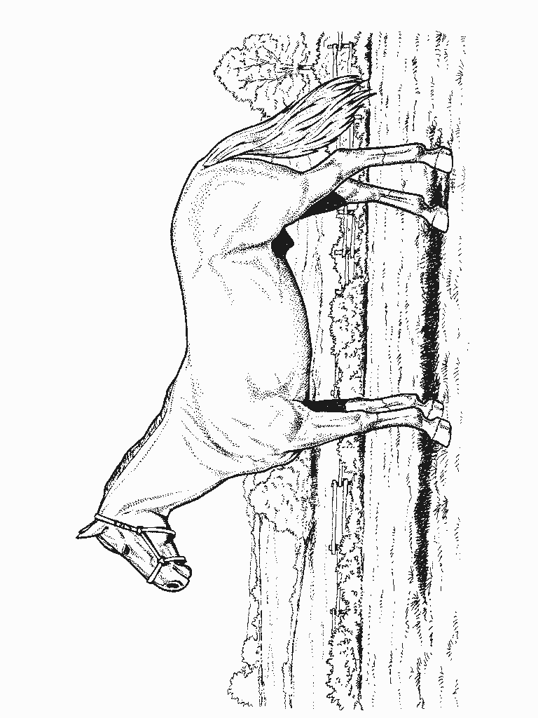 Malvorlage - Pferde malvorlagen 10